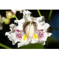 50 Flowering NORTHERN CATALPA Speciosa TREE Seeds (aka Western Catalpa ...