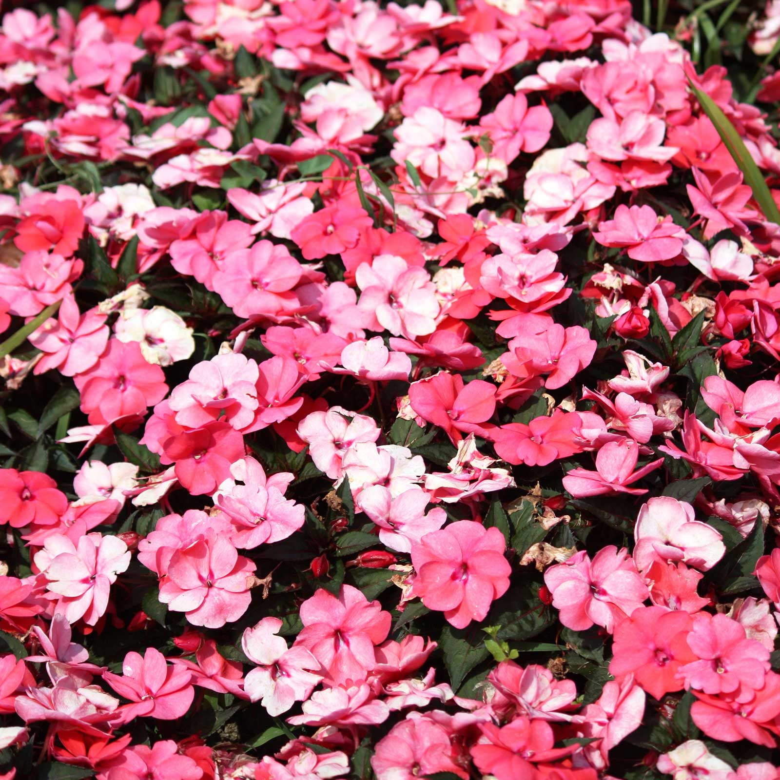 Impatiens Flower Garden Seeds - F1 Accent Series - Peppermint Mix - 500 ...