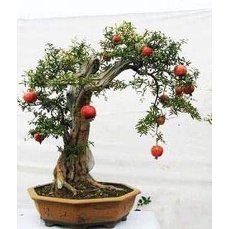 Pomegranate Tree Bonsai