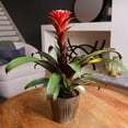 Just Add Ice 15-17" Red Guzmania Hope Bromeliad Live Plant in 5" Moss ...