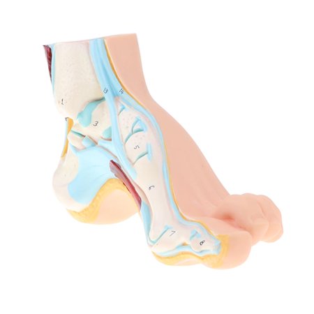 Model Of Foot With Muscles, Ligaments, And Bones | Numbered Parts Show ...