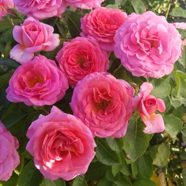 Home Run Shrub Rose Dormant Bare Root Shrub (1-Pack) - Walmart.com