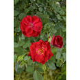 Sunrosa Red Rose Plant Live for Planting, Dwarf Miniature Rose Bush ...