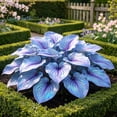 Chill Tolerant Perennial Hosta Mix – Colorful Variegated Leaves ...