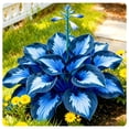 Hostas-Midnight Blue Hostas-Beautiful Holiday Decoration-(Non ...