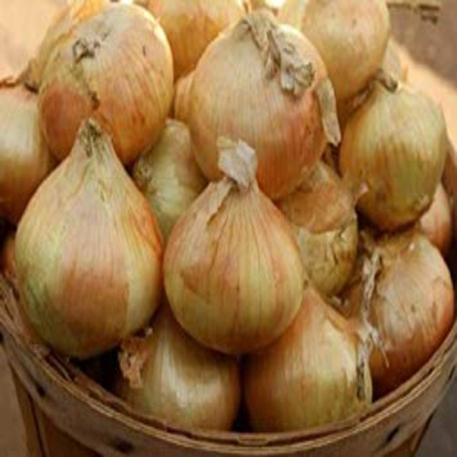 Papaw's Garden Supply Sweet Candy Intermediate Day Onion Seeds, 50 Seed ...