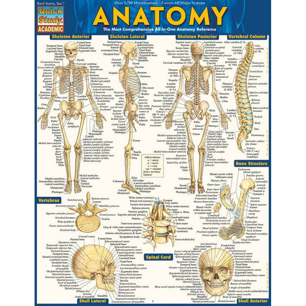 Anatomy - Reference Guide (8.5 X 11) : A Quickstudy Reference Tool ...