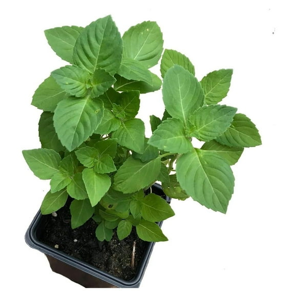 Holy Basil Plants