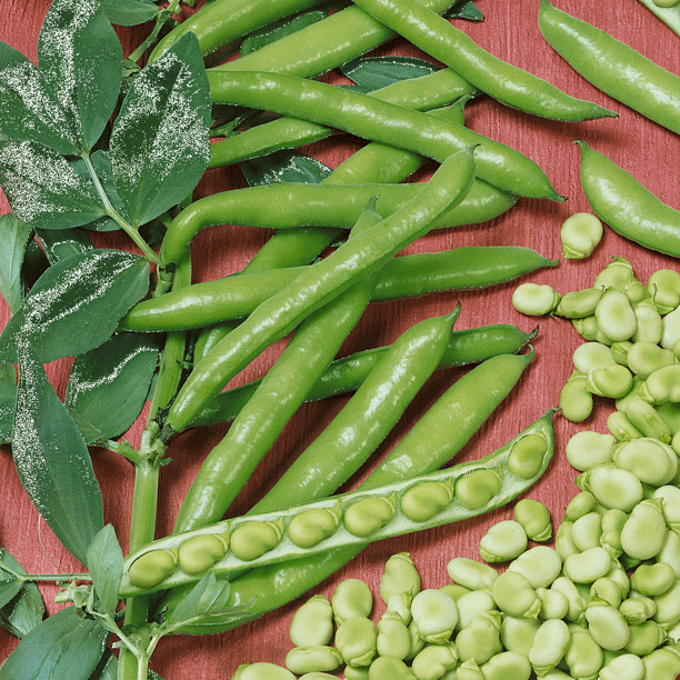 Everwilde Farms - 1/4 Lb Broad Windsor Fava Bean Seeds - Gold Vault ...