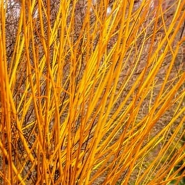 Garden Flame Willow Tree Cuttings - 4 Vibrant Orange and Red Bark Trees ...