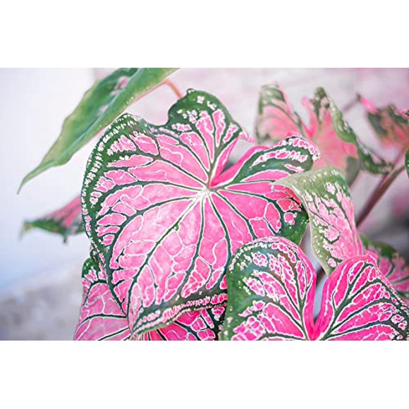 Caladium Bulbs