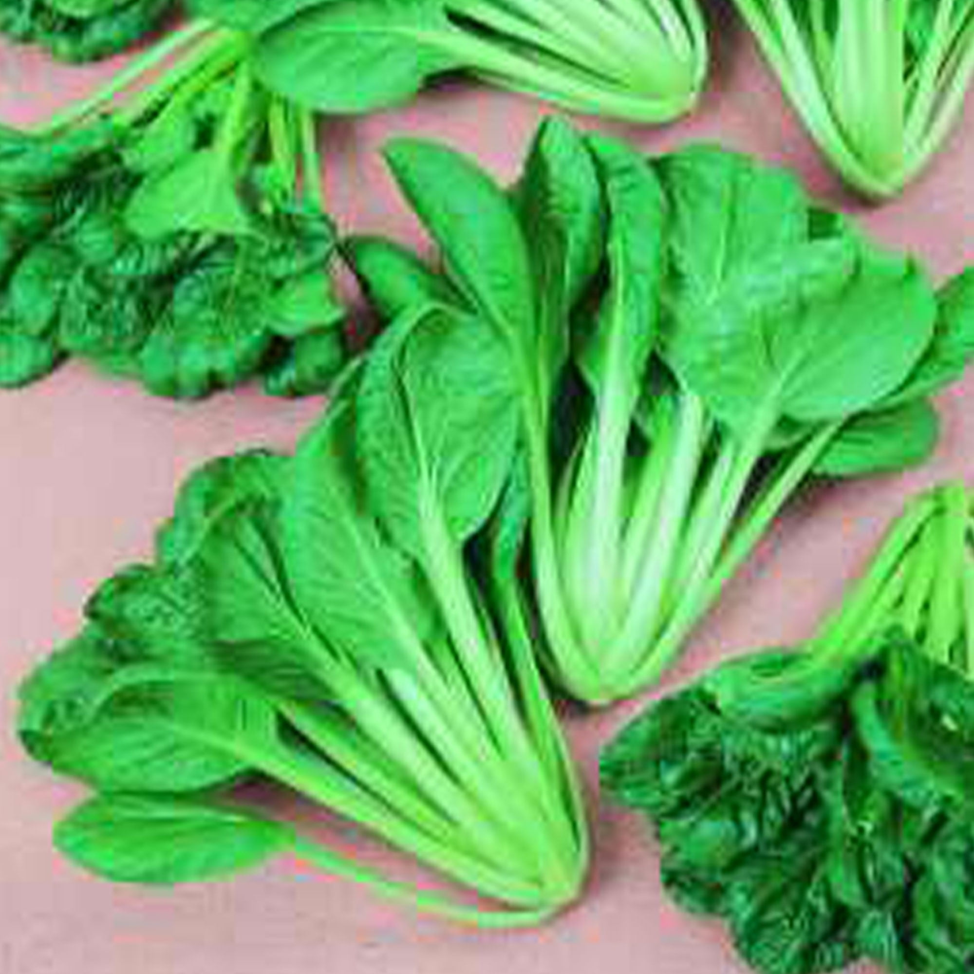 Cabbage Seeds - Pak Choi - Savory Tatsoi - 3 g Packet ~1080 Seeds - Non ...