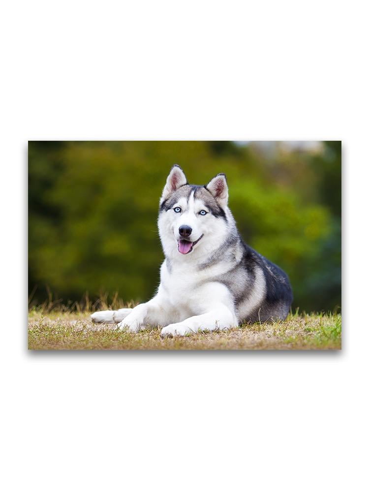 Gorgeous Siberian Husky Portrait Poster -Image by Shutterstock ...