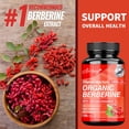 Organic Berberine Capsules - with Ceylon Cinnamon - for Metabolism ...