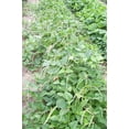 TomorrowSeeds - Texas Cream 8 Pea Seeds - 150+ Count - For 2026 ...
