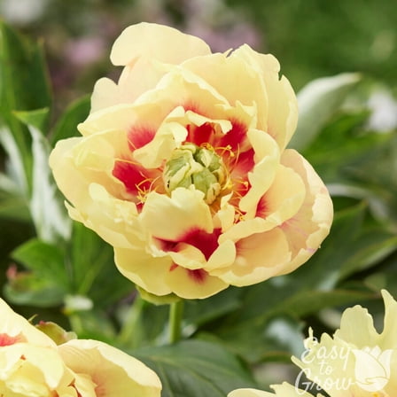 Celebrity Peony - 1 root division - Walmart.com