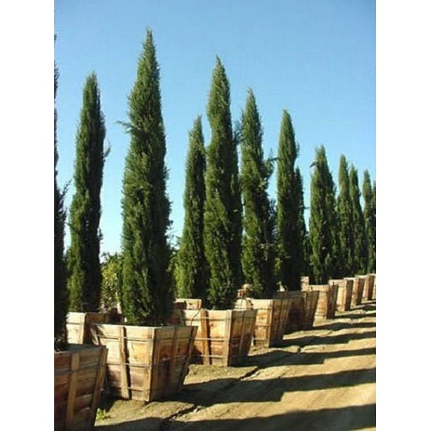 20 MEDITERRANEAN CYPRESS TREE Green Spire / Pencil Pine / Indian Cedar ...