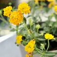 Expert Gardener Gold Lantana Live Plant, 2.5 QT Grow Pot, Direct Sun ...