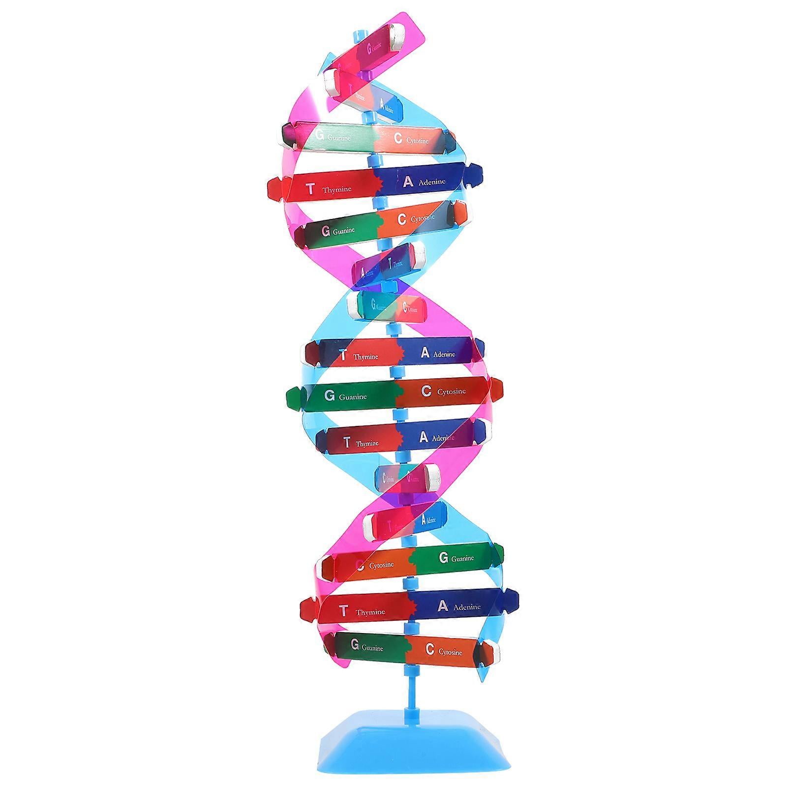1 Set Biology Teaching Prop Double Helix Structure DNA Model Science ...