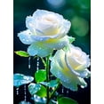 Rare Rose-- Bulk--10 color options --Garden Stake for Outdoor ...