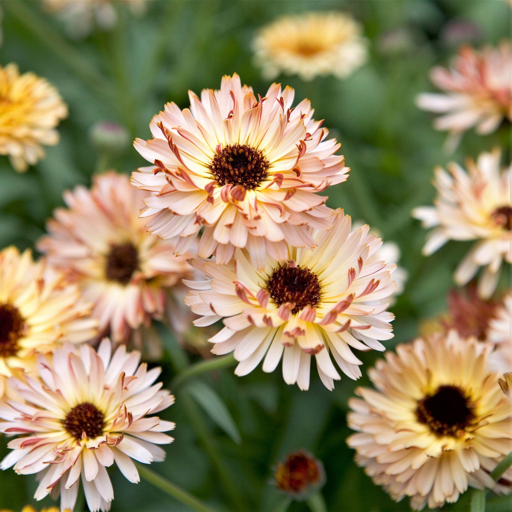 Pink Calendula Flower