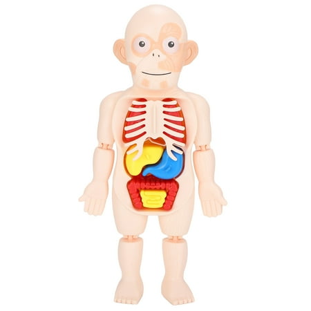 Human Torso Model Toy Set,Human Body Model Set,Child Organ Model Set ...