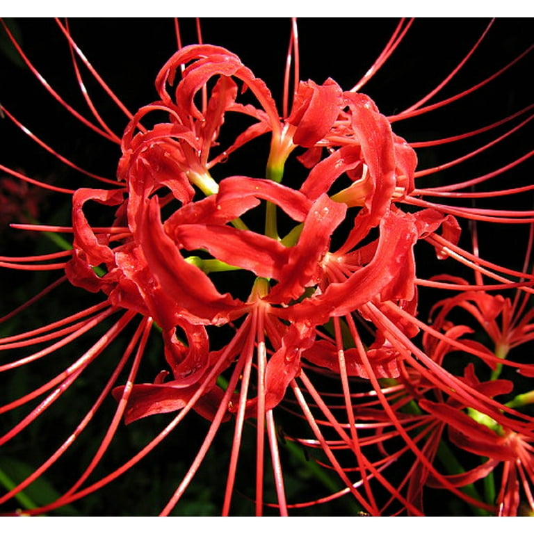 Red Spider Lily