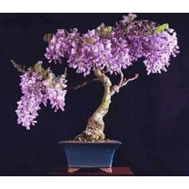 Moon Lagoon Gum Tree - Eucalyptus lunata - 20 Seeds - Walmart.com