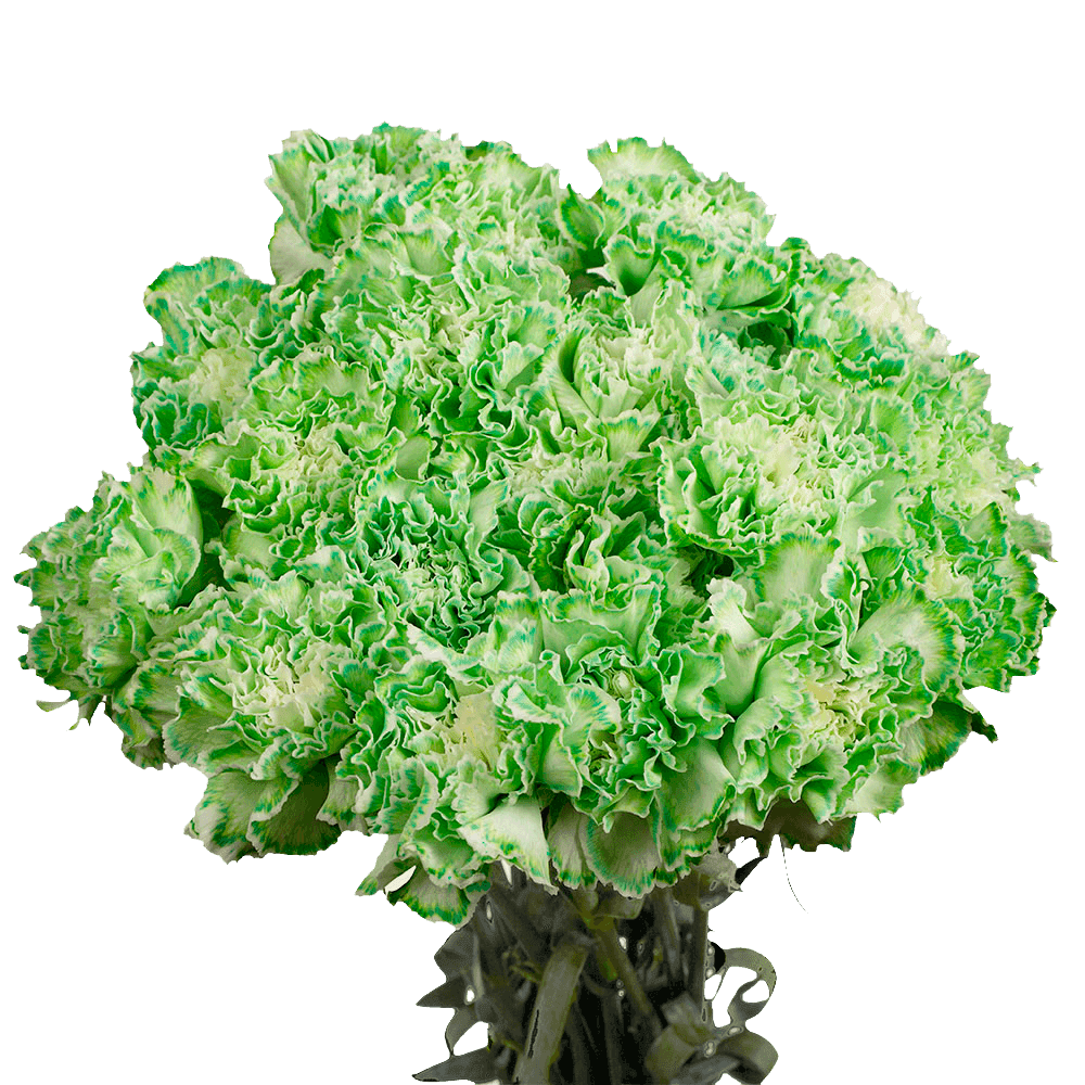 100 Stems of Green Carnations- Beautiful Fresh Cut Flowers- Express ...