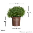 Southern Living Pancake Arborvitae Live Shrub in 2-Gallon Grower Pot ...