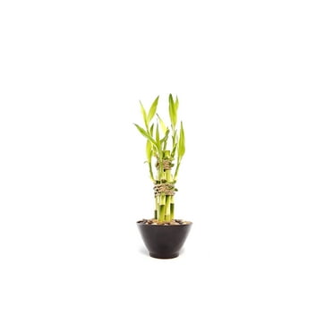 Brussel's Lucky Bamboo 7 Stalk Curly - Small - (Indoor) - Walmart.com