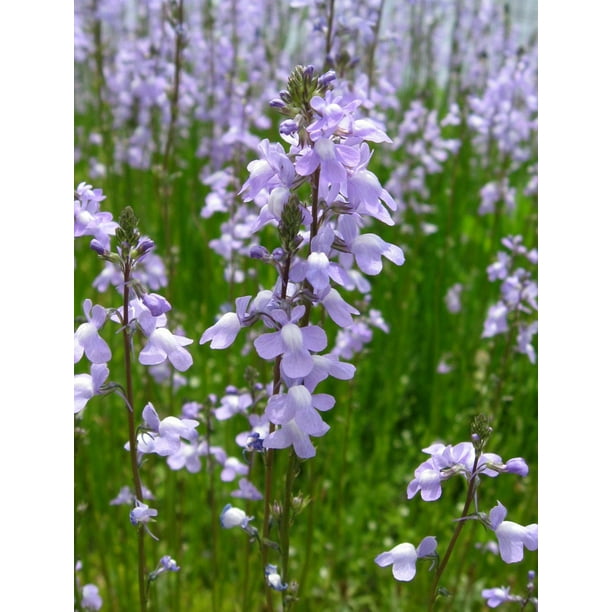 100 BLUE TOADFLAX Linaria Canadensis Antirrhinum Canadian Flower Seeds ...