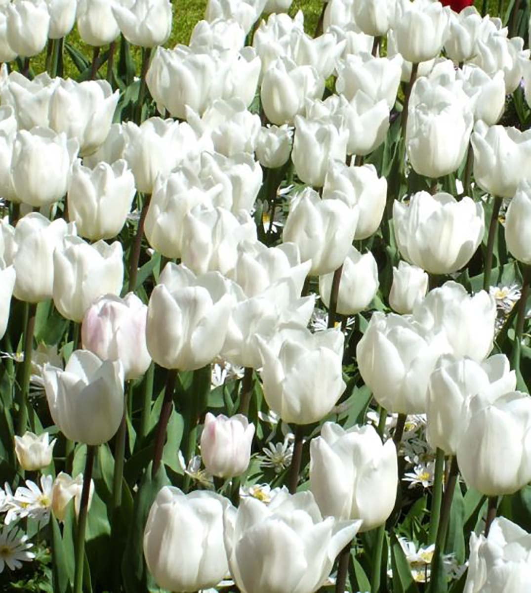 White Prince Single Early Tulip 8 Bulbs - 12/+ cm Bulbs - Walmart.com