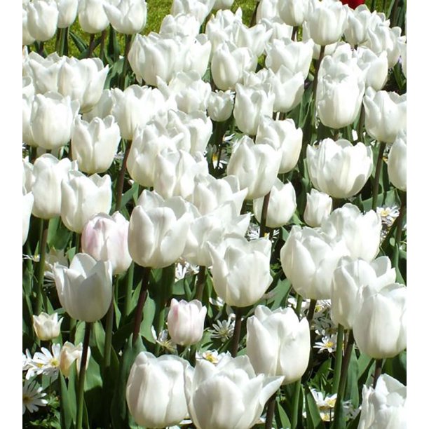 White Prince Single Early Tulip 8 Bulbs - 12/+ cm Bulbs - Walmart.com