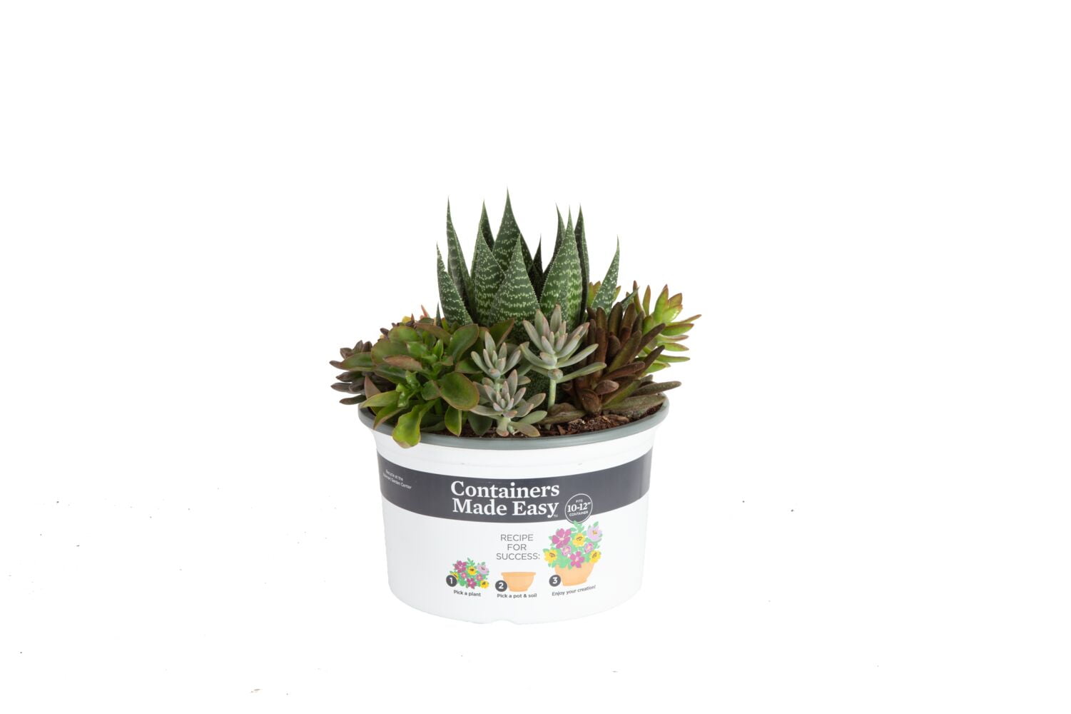 Costa Farms Desert Escape Live Indoor Succulent Garden Plant in 10in ...