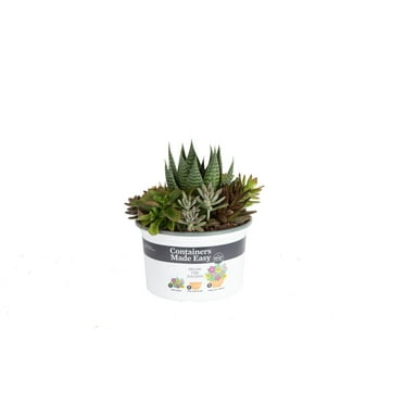 Costa Farms Desert Escape Live Indoor Plant Cacti and Succulent ...