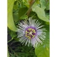 Passiflora “Bounty” – COLD HARDY Passion Fruit Plant – Live Plant ...