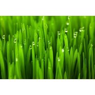 Winter Rye Seeds - 25 Lbs Bulk - Non-GMO Rye Grain Cover Crop Seeds ...