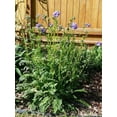 100 BLUE PEARL POLEMONIUM ( Jacobs Ladder ) Polemonium Caeruleum Flower ...