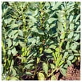 Everwilde Farms - 1/4 Lb Broad Windsor Fava Bean Seeds - Gold Vault ...