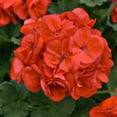 4 in. Geranium Solera Collection Live Annual Plant with Multicolor ...
