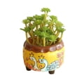 Hand-painted Ceramic Succulent Planter - Korean Style Flower Pot ...
