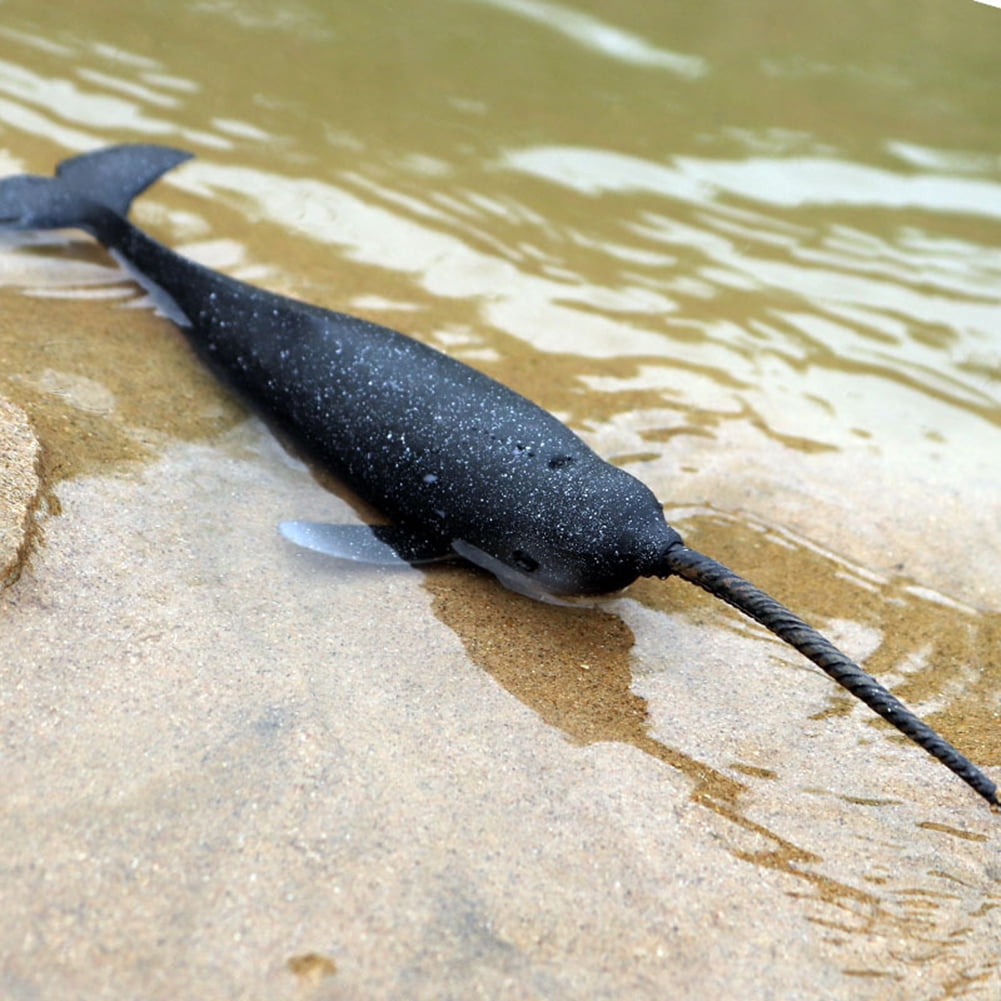 Real Narwhal Whale