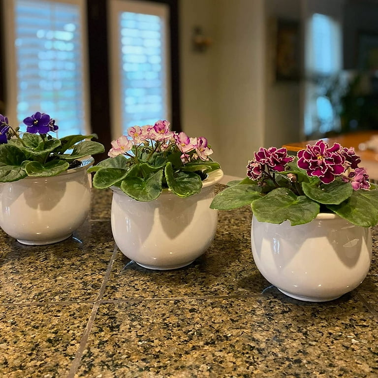 African Violet Pots Home Depot