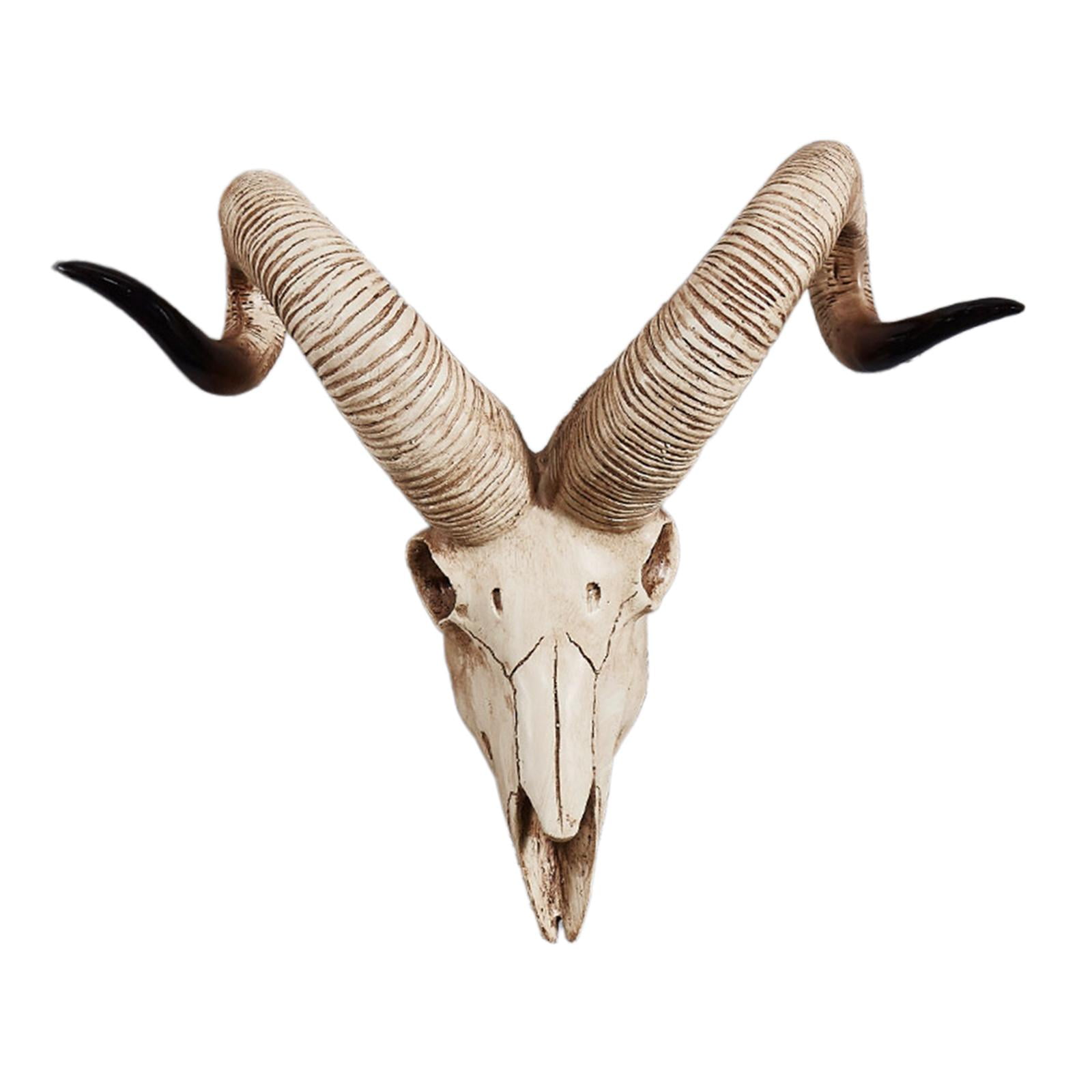 Saiga Antelope Skull