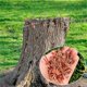 25Pcs Coppers Nails Tree Stump KillersBulk Stump Removal Spikes ...