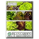 Green Ice Leaf Lettuce Seeds, 1000 Heirloom Seeds Per Packet, Non GMO ...