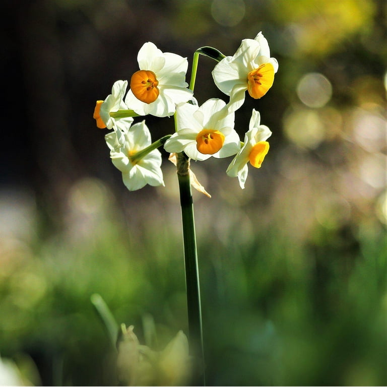 Narcissus Flower Colors