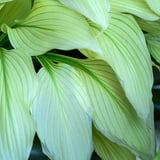 Filigree Hosta Dormant Perennial Plant, Outdoor Garden Flower, 1-Pack ...