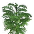 Holiday Time Live Indoor 18in. Tall Green Norfolk Island Pine Plant in ...